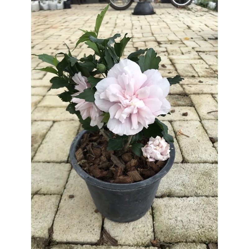 Pokok Bunga Raya Carnation Soft Pink Berlapis / Soft Pink Hibiscus ...