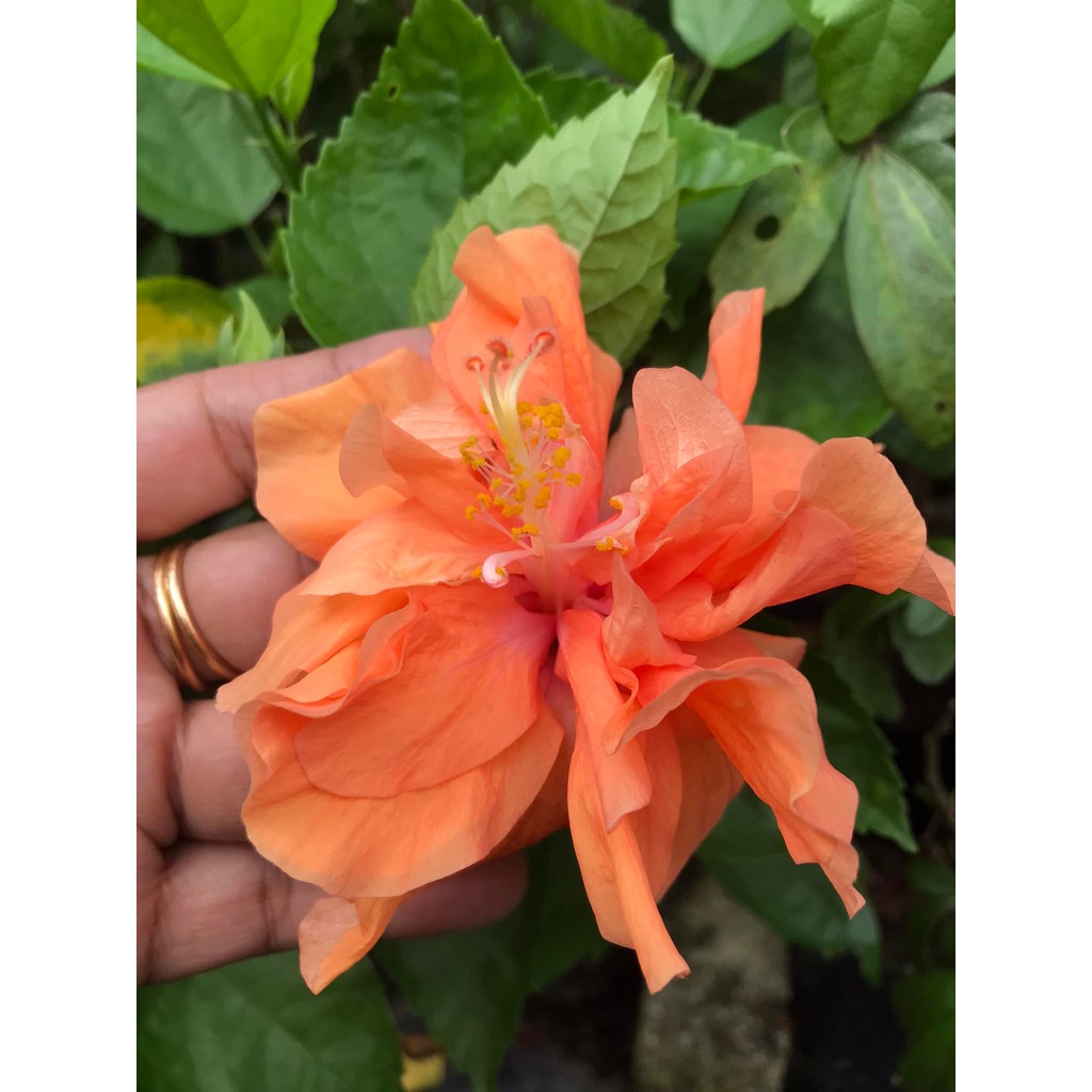 Anak Pokok Bunga Raya Orange Double Hibiscus | Shopee Malaysia