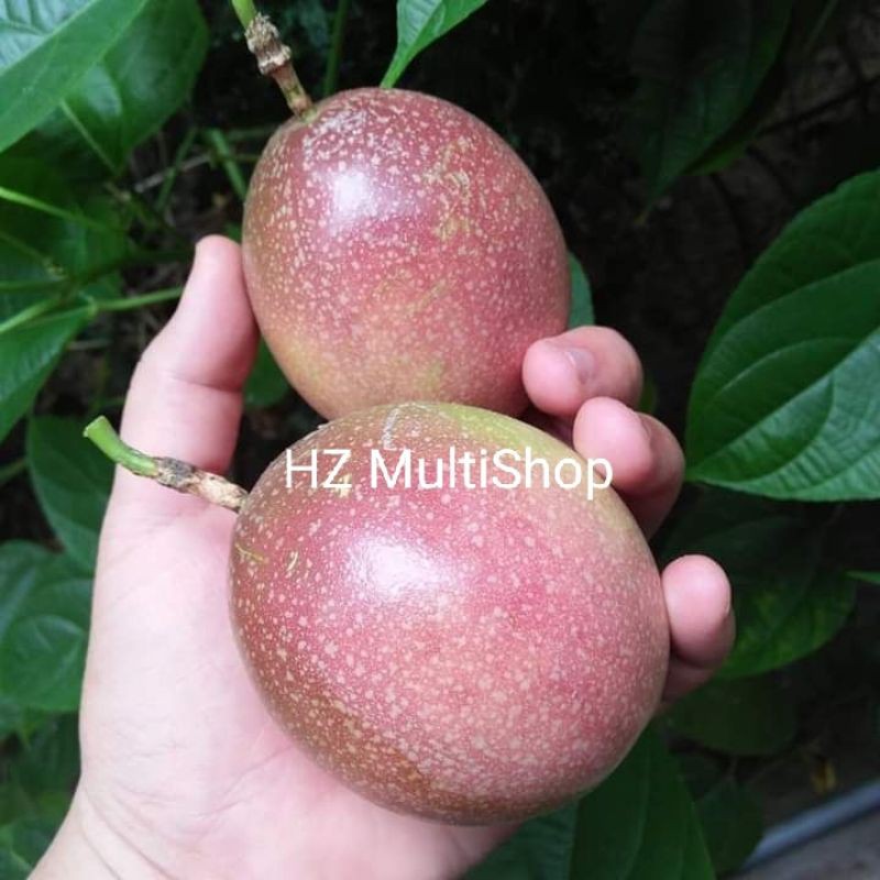 Anak Pokok Markisa - Passion Fruit Plant - Biji Benih Markisa - Passion ...