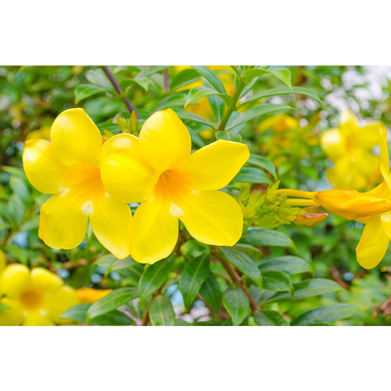 Allamanda Schottii real live outdoor plant 黄蝉 anak pokok bunga loceng ...