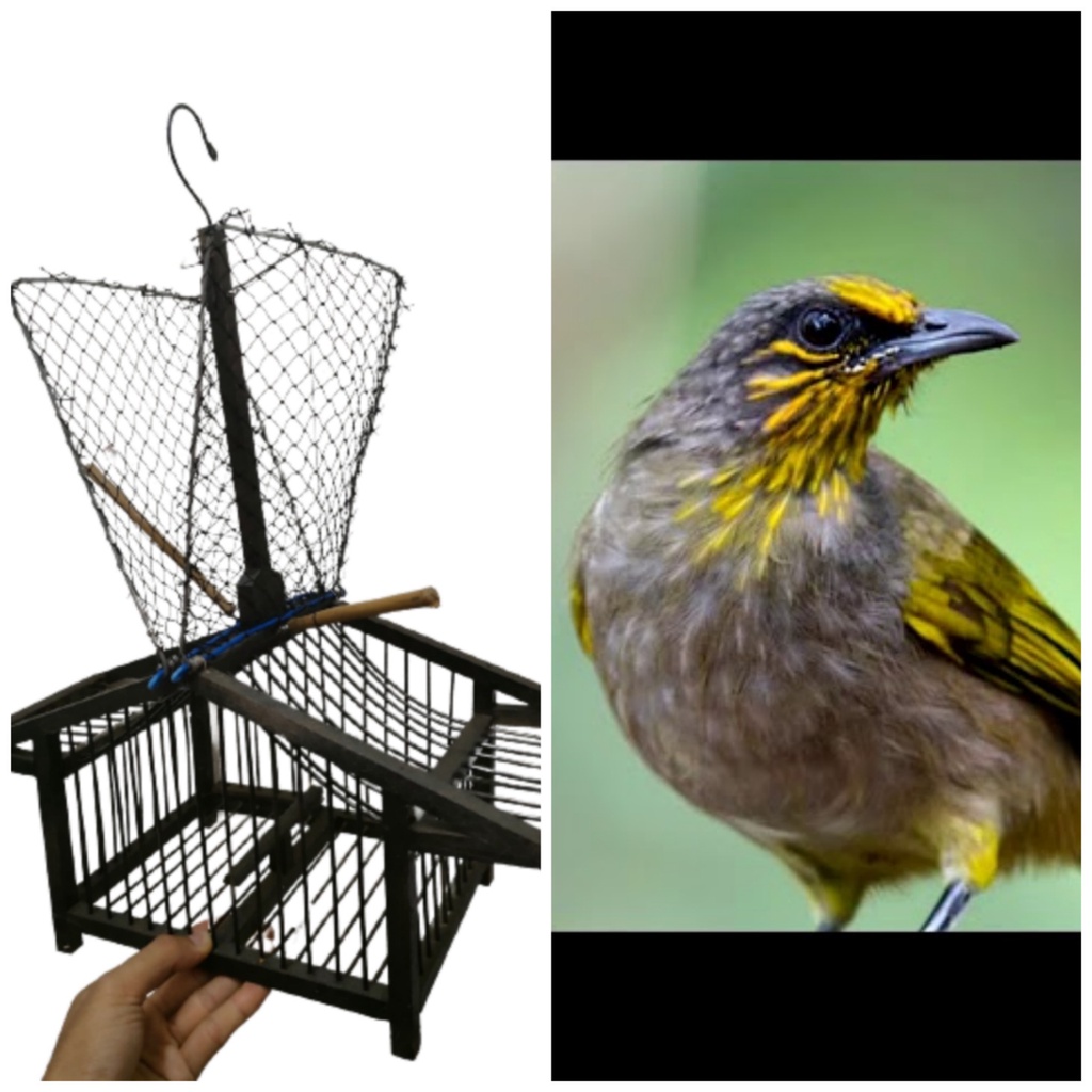 JEBAK BURUNG/BIRDS TRAPS | Shopee Malaysia