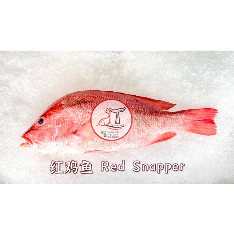 Red snapper /ikan merah/红鱼/红鸡鱼JB area purchase RM200 free shipping ...