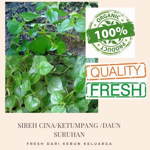 pokok sireh cina /ketumpang/daun suruhan 5 pokok 1 set dengan akar ...