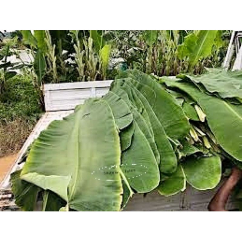 🇲🇾Ready Stock🇲🇾1kg +- Daun Pisang / Banana Leaf / 新鲜香蕉叶🍃 | Shopee Malaysia