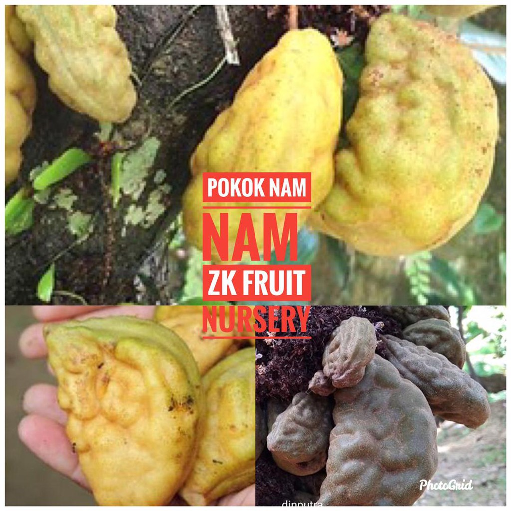 Anak pokok Nam Nam atau puru | Shopee Malaysia