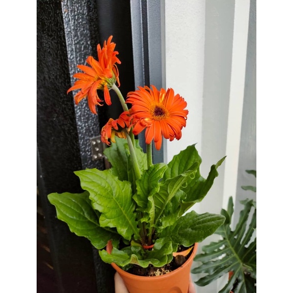 Pokok Bunga Daisy 🌼🌼🌼 Berbunga | Shopee Malaysia