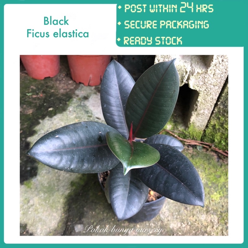 PBN - small black ficus elastica rubber tree - pokok bunga nursery ...