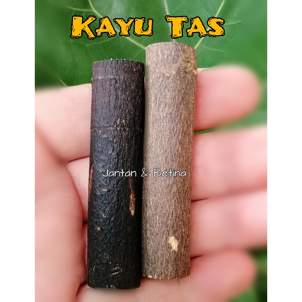 🔥Kayu Tas / Kayu Hujan Panas [Jantan & Betina] sepasang. | Shopee Malaysia