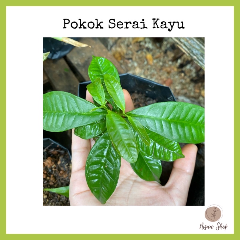 POKOK SALAM/ SERAI KAYU (pokok ulaman)(anak pokok) | Shopee Malaysia