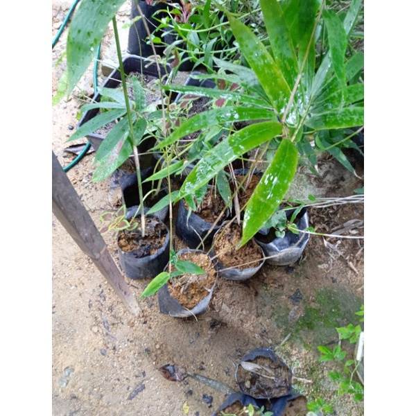 ANAK POKOK BULUH LEMANG DALAM POLYBAG | Shopee Malaysia