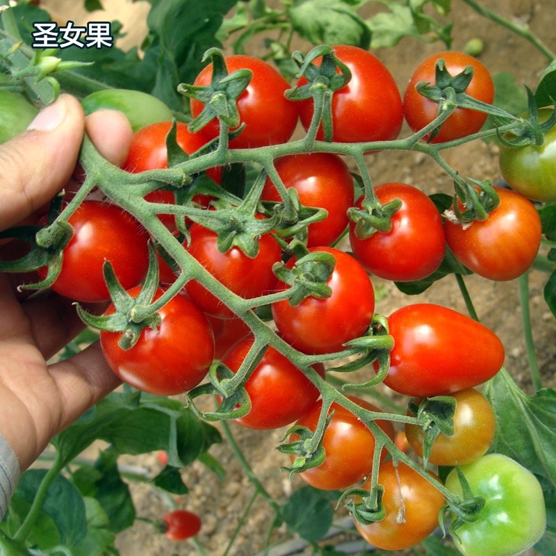 Benih Tomato Ceri Merah 20pcs/ Red cherry tomato seeds 红圣女番茄籽 | Shopee ...
