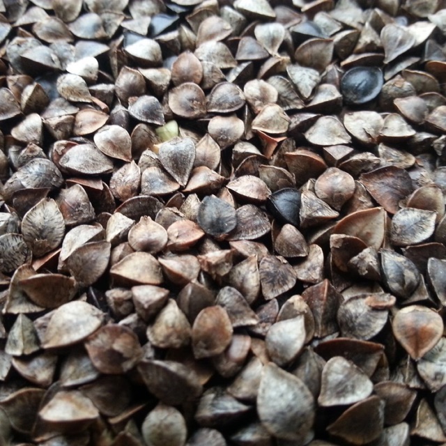 500g Buckwheat seeds - food: Hamsters, squirrels, parrots. | Shopee ...