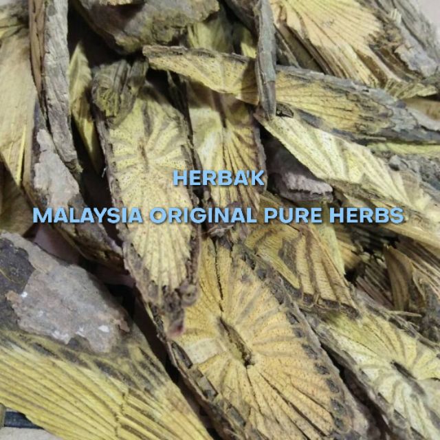 PENAWAR RESDUNG, HERBA AKAR MENGKUNYIT, RAJA PENAWAR RESDUNG | Shopee ...