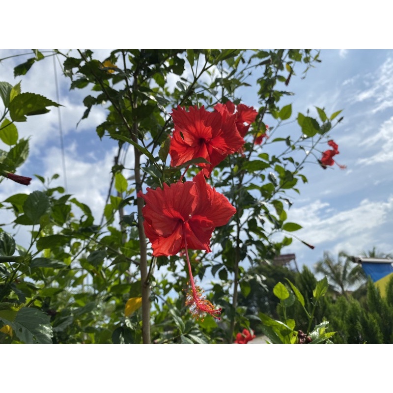 Cutting Pokok Bunga Raya, Warna Merah Kebangsaan | Shopee Malaysia