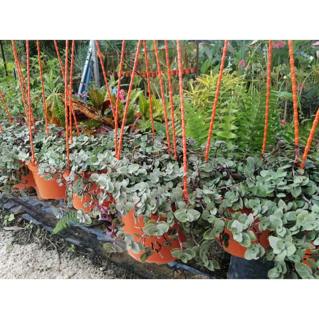 [LIVE PLANT] Callisia Repens / Hanging plants (sila baca keterangan ...