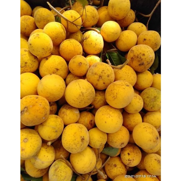 Buah Setey Manis dari Kebun/1kg | Shopee Malaysia