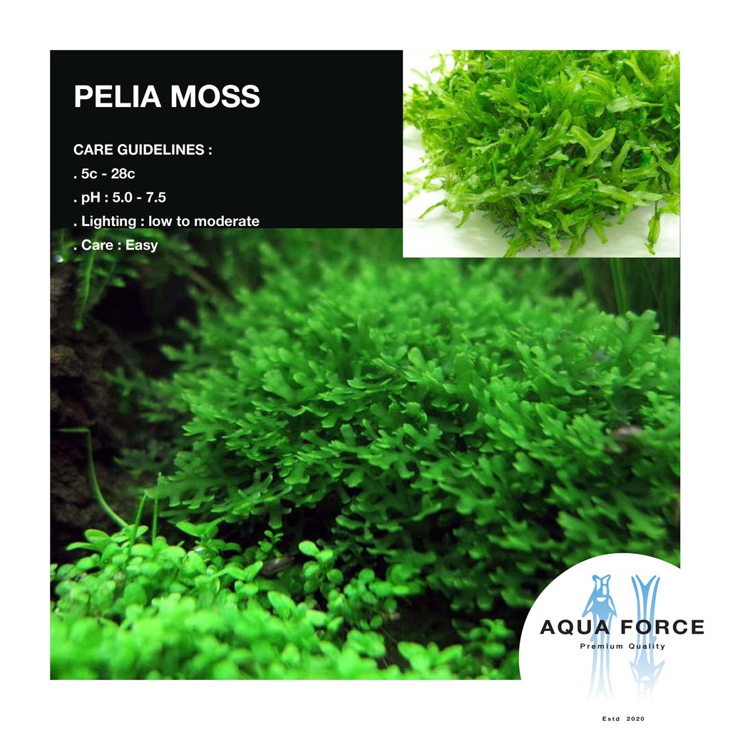 JAVA MOSS / PELIA MOSS / CHRISTMAS MOSS / MOSS TREE - aquarium ...