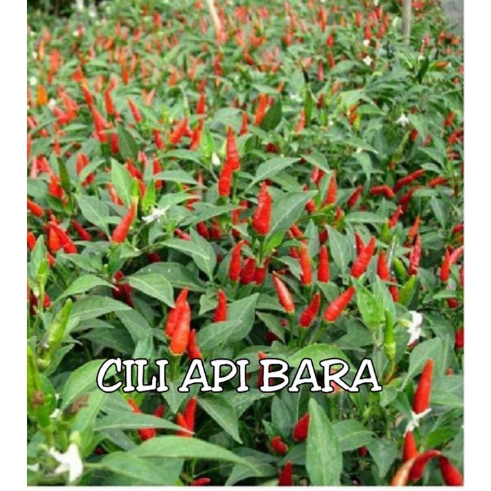 Benih Cili Bara/Cili Api bara | Shopee Malaysia