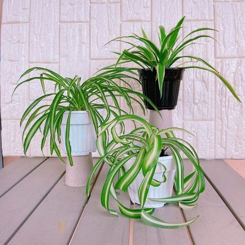 [LIVE PLANT] Spider Plant/Chlorophytum/Pokok Labah-Labah/Air-Purifying ...