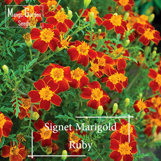 Edible Ruby Signet Marigold Flower Seeds - 50 Seed *Pot Friendly* Tanam ...