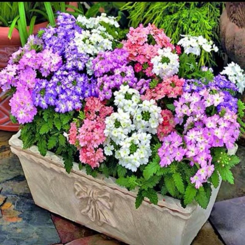 Biji Bunga - Bunga Verbena Hybrida | Flower seed - Verbena Hybrida ...