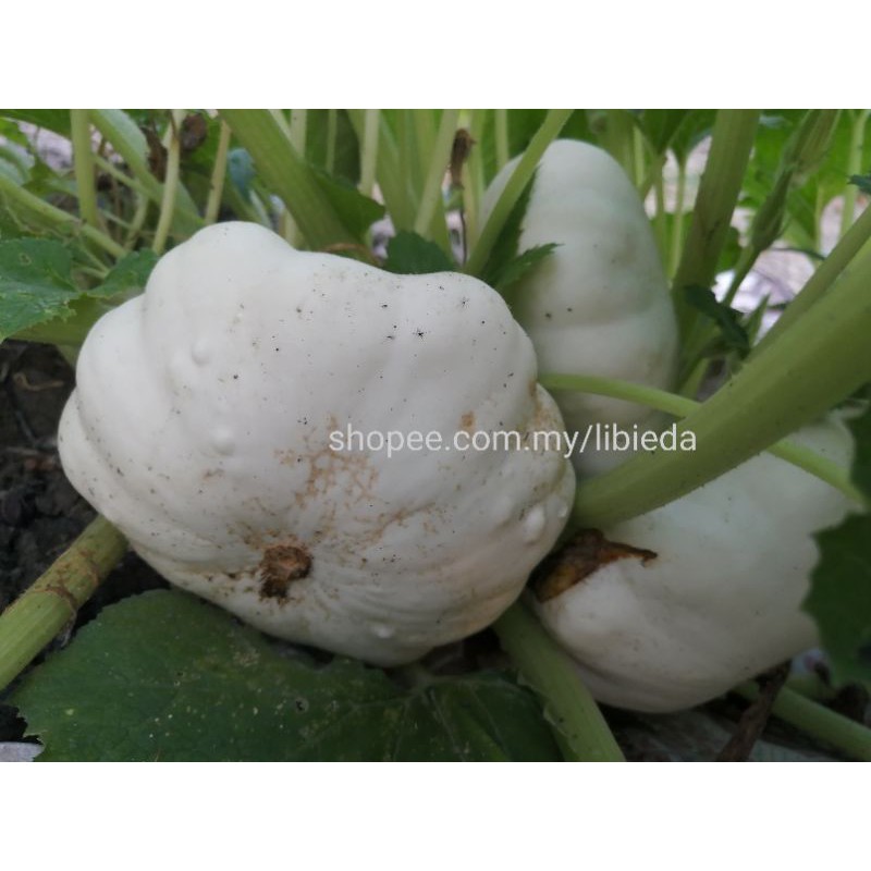 Biji Benih Labu Patty Pan (TAK MENJALAR) | Shopee Malaysia