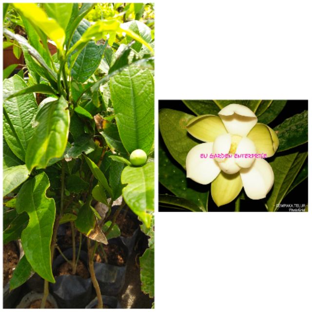 Bunga Cempaka Telur Yang Berbau Wangi | Shopee Malaysia