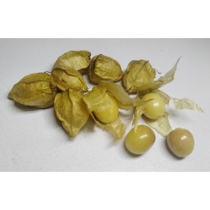 50 biji benih letup letup kampung /gooseberry 50 seeds | Shopee Malaysia