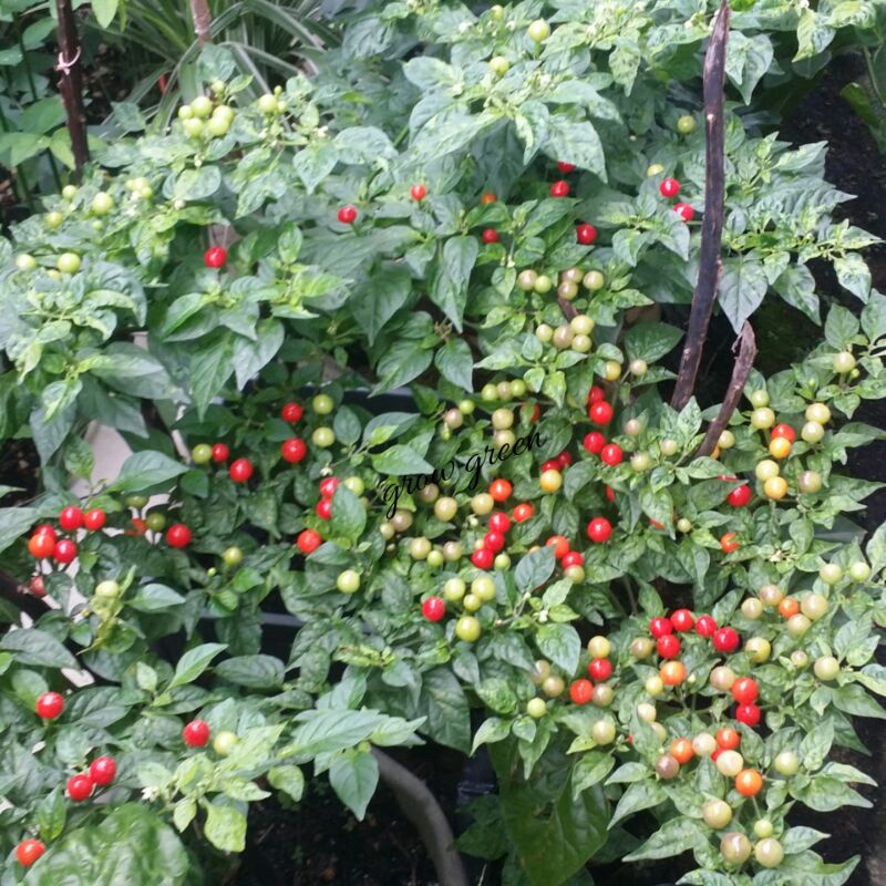 30PCS Benih cili 033-CILI PADI BULAT PEDAS/ chili pepper seeds | Shopee ...