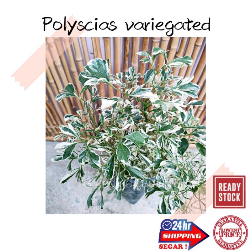 (GG real plant) polyscias variegated ^ pokok hidup hiasan rumah live ...