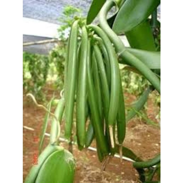 Vanila Pokok vanila. | Shopee Malaysia