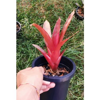 Bromeliad Aechmea Valencia (Ramosa x Penduliflora) Pup | Shopee Malaysia