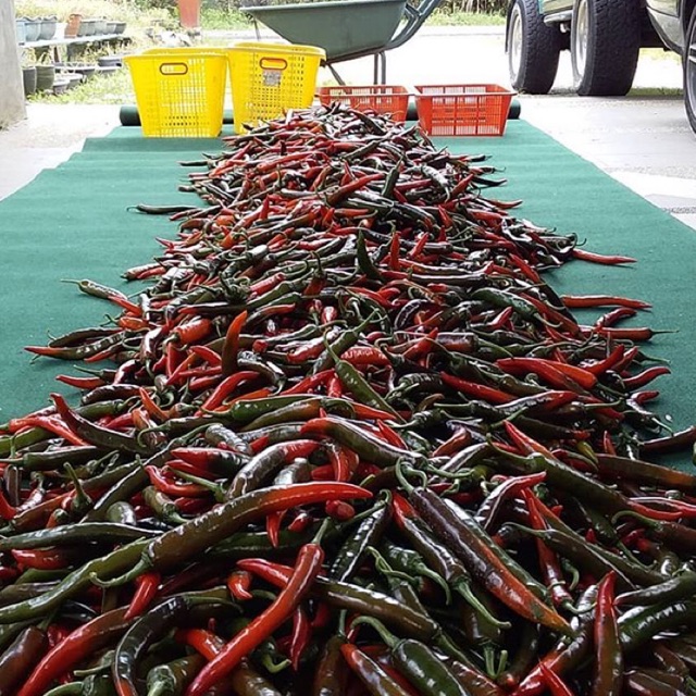 Lada Besar Merah👉👉 1kg Kulai 461 | Shopee Malaysia