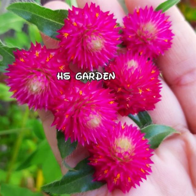 20 biji benih Bunga Butang Carmine • Rare seeds • Gomphrena • Globe ...