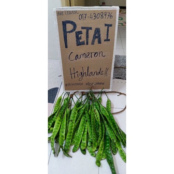 petai cameron highland | Shopee Malaysia