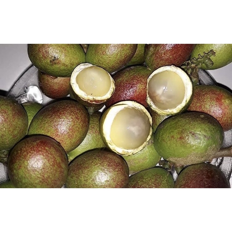 Pokok Buah Kristal/pokok matoa 3 rasa longan,rambutan&durian | Shopee ...