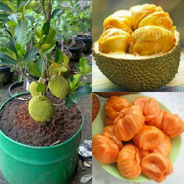 Pokok Cempedak Durian Hybrid / Cempedak Tree (Durian) | Shopee Malaysia