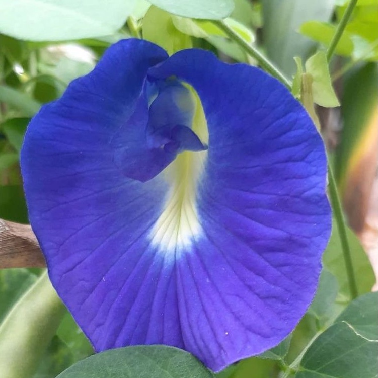 20 pcs benih bunga Telang biru selapis/ blue butterfly pea flower seed ...
