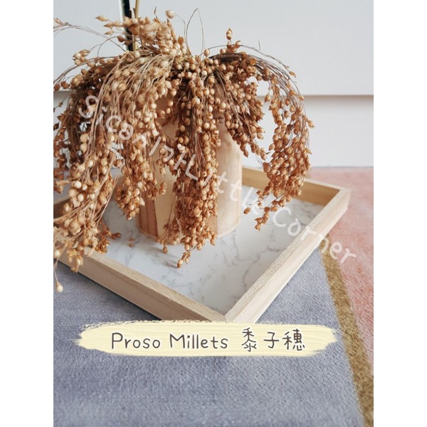 Natural sprays / spikes- Proso millet / Panicle millet 50g/100g 天然穗子 ...