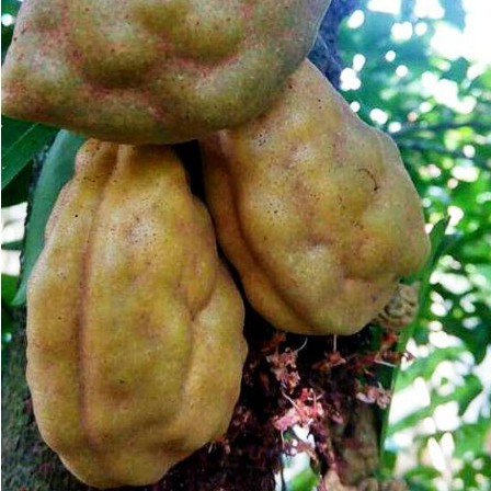 🔥Buah Lebat🔥 Anak Pokok Nam Nam Kampung | Shopee Malaysia