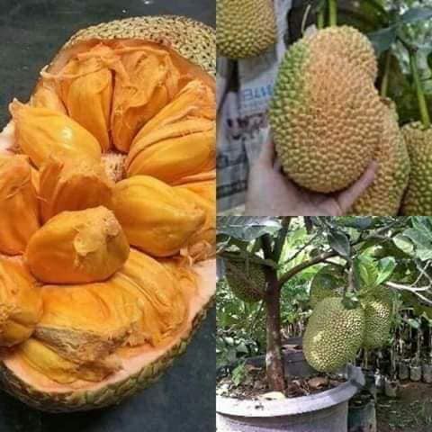 Pokok Cempedak Madu Hybrid 100% | Shopee Malaysia