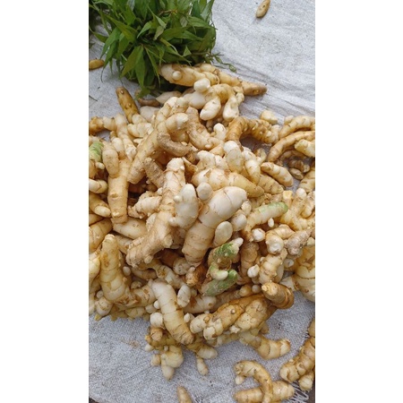 temu pauh 1kg ulam ulaman/temulawak/temu mangga | Shopee Malaysia