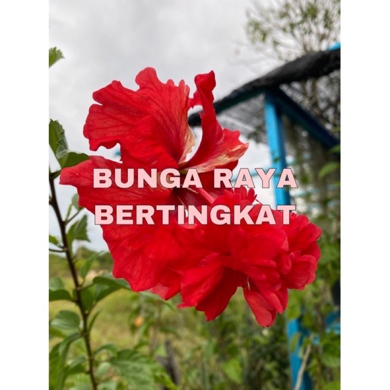 KERATAN BATANG PELBAGAI POKOK/POKOK BUNGA KERTAS BOUGENVILLE/POKOK ...