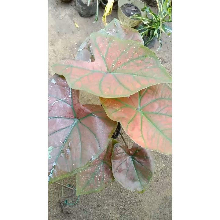 Pokok MAGIC TURTLE RIMBUN Hidup/ Live Plant | Shopee Malaysia