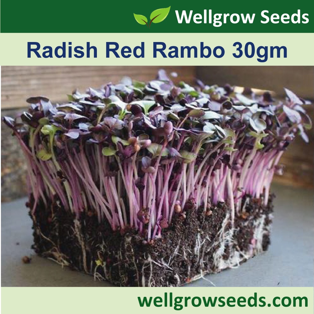 Radish Red Rambo 红樱桃萝卜 (30gm, approximately 2,400seeds)Benih Lobak ...