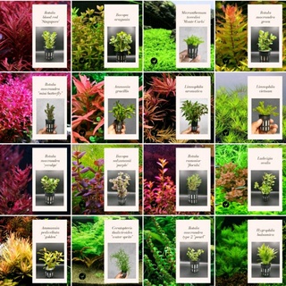🔥🔥Buy 5 free 1🔥🔥 AQUATIC PLANT/AKUATIK/POKOK AIR/POKOK AKUARIUM ...