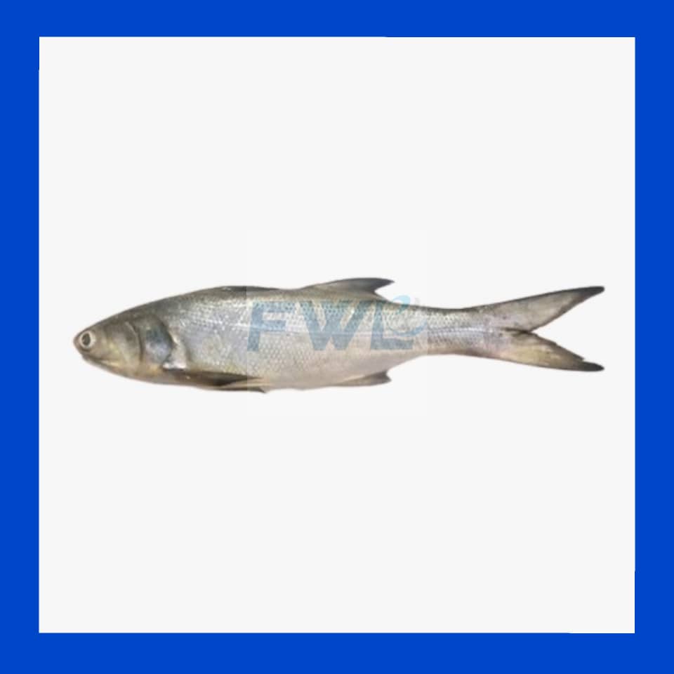 FISH KURAU 400-600g I 马友鱼400-600g ( For Klang Valley Only ) | Shopee ...