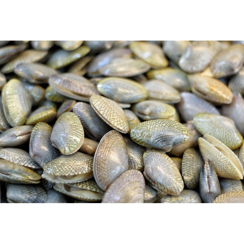 Lala (Half-shell & Full-shell) | Shopee Malaysia