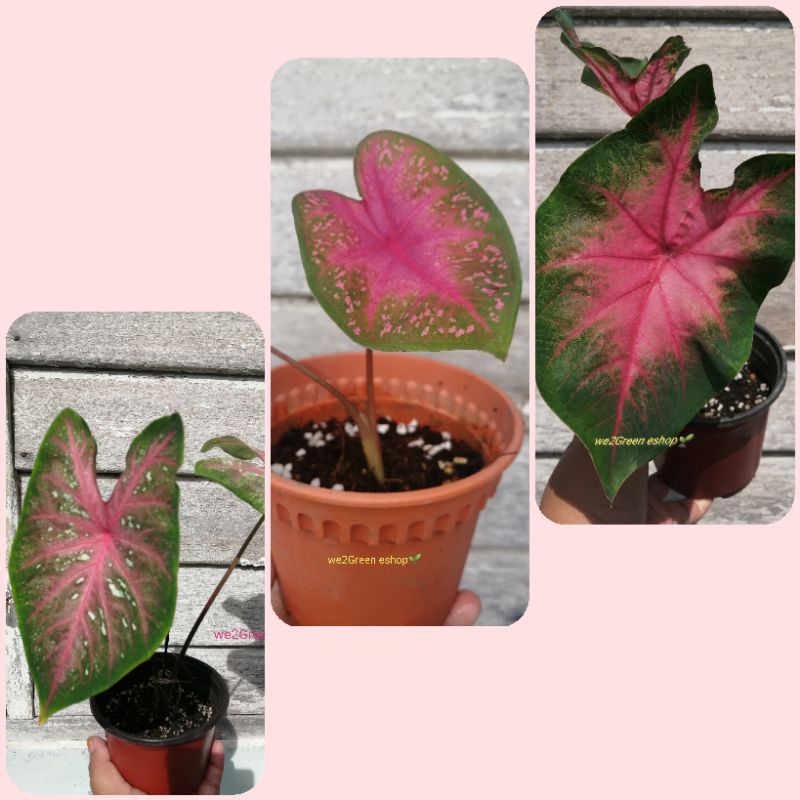 Pokok bunga keladi caladium (real plant) | Shopee Malaysia