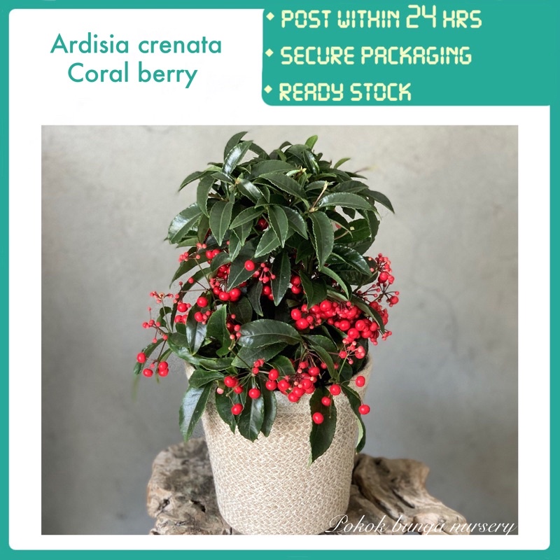 PBN - ardisia crenata coral berry - pokok bunga nursery tanaman dalaman ...
